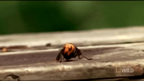 Hornet GIF by GIPHY News - Find & Share on GIPHY