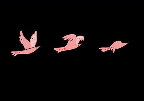 Pink Bird GIF - Find & Share on GIPHY