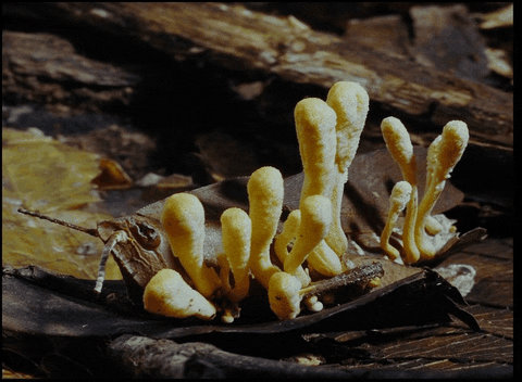 Picture Comments GIF - Find & Share on GIPHY