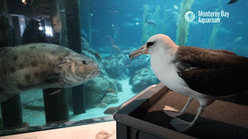 Laysan Albatross Bird GIF by Monterey Bay Aquarium - Find & Share on GIPHY