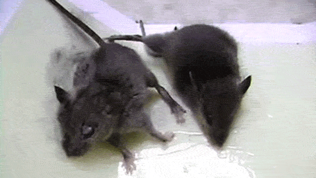 Mice GIFs - Find & Share on GIPHY