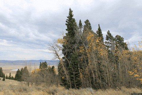 Trees GIF - Find & Share on GIPHY
