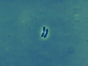 E Coli GIFs - Find & Share on GIPHY
