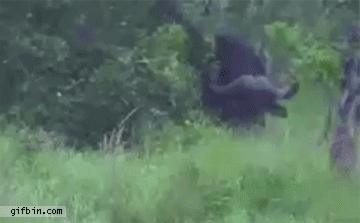 Buffalo GIF - Find & Share on GIPHY