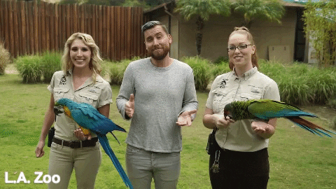 Lance Bass Dancing GIF by Los Angeles Zoo and Botanical Gardens - Find ...