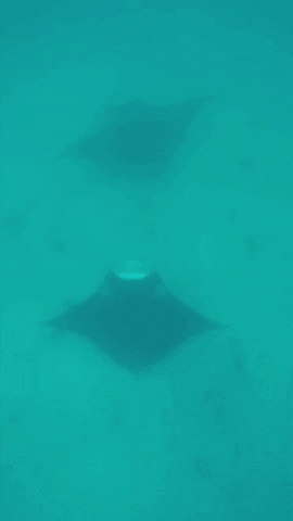 Manta Ray Manta GIF by Fin Pin Shop - Find & Share on GIPHY
