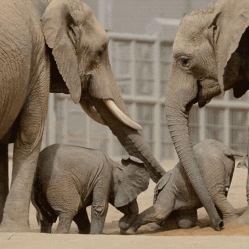 Happy Baby Animals GIF by San Diego Zoo - Find & Share on GIPHY