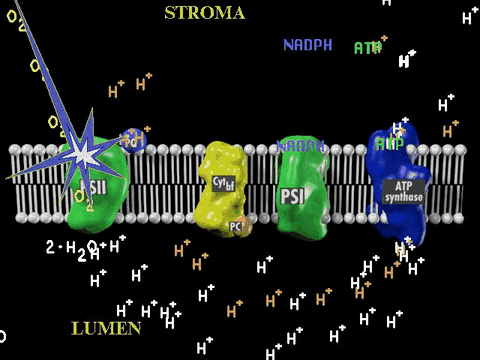 Biology GIFs - Find & Share on GIPHY