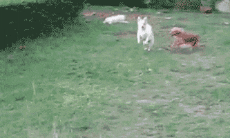 Dog Running GIF - Find & Share on GIPHY