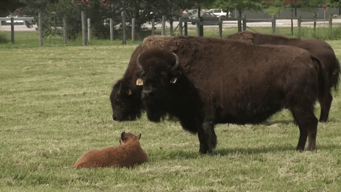 - Find & Share on GIPHY