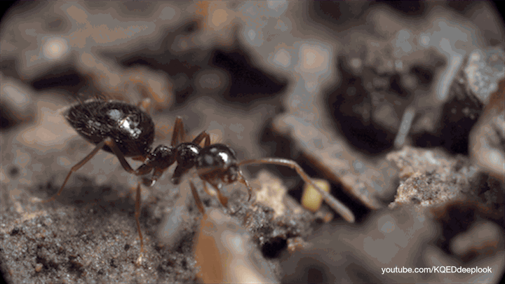 Ant GIF - Find & Share on GIPHY