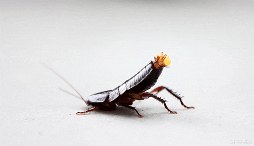 Cockroach GIF - Find & Share on GIPHY