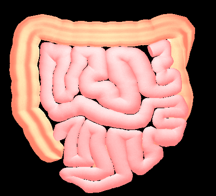 Small Intestine GIFs - Find & Share on GIPHY