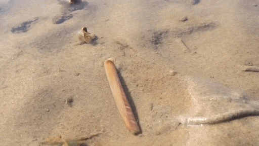 Clam GIF - Find & Share on GIPHY