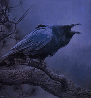 Raven GIF - Find & Share on GIPHY
