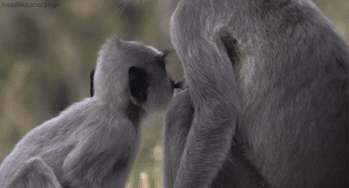 Planet Earth Live Monkey GIF by Head Like an Orange - Find & Share on GIPHY