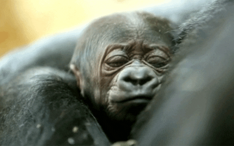 Gorilla GIF - Find & Share on GIPHY
