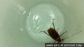 Cockroach GIF - Find & Share on GIPHY