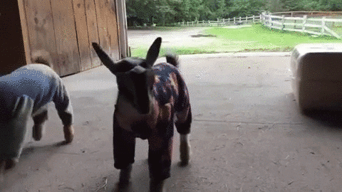 Goat Pajamas GIF - Find & Share on GIPHY