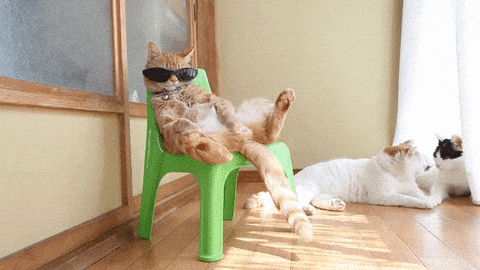 Cat Chillin GIF - Find & Share on GIPHY