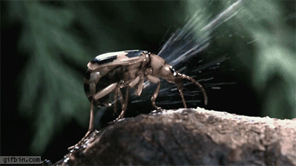 Abdomen GIFs - Find & Share on GIPHY