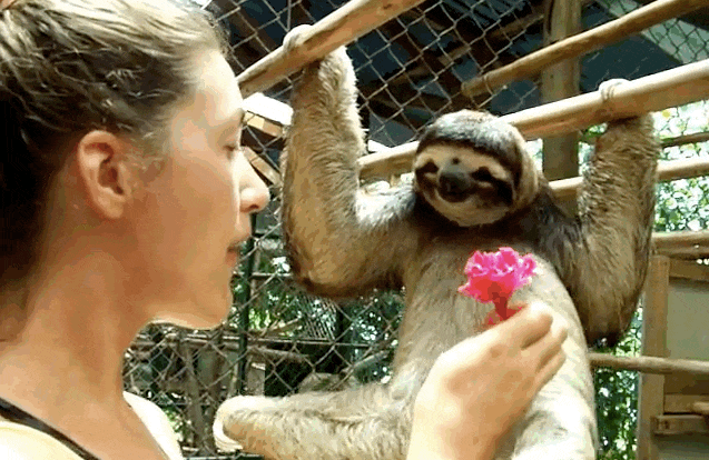 Sloth GIF - Find & Share on GIPHY