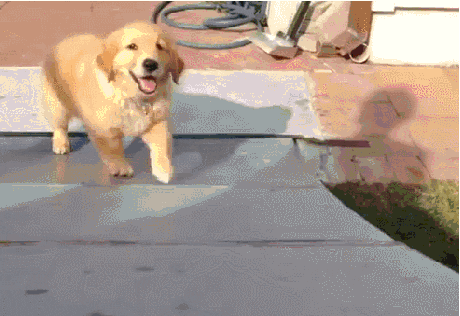 Happy Puppy GIF - Find & Share on GIPHY