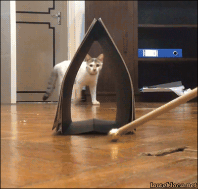 Cat Pounce GIF - Find & Share on GIPHY
