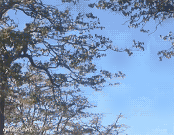 Tree Jumping GIF - Find & Share on GIPHY