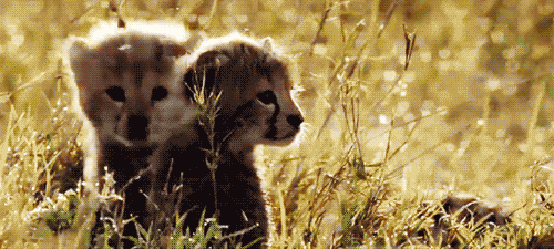 Baby Leopard GIF - Find & Share on GIPHY