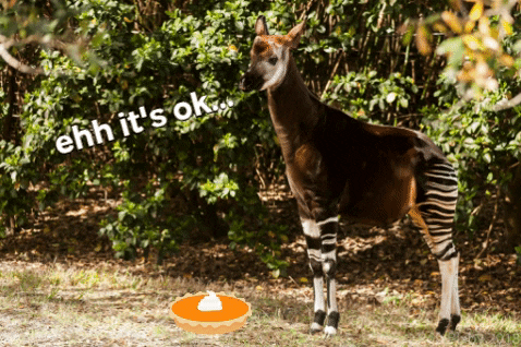 Okapi Okay Pie GIF by Jacksonville Zoo and Gardens - Find & Share on GIPHY