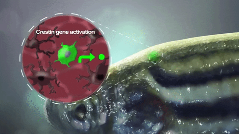 Boston Childrens Cancer GIF by Harvard University - Find & Share on GIPHY