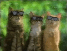 Clapping Cat GIFs - Find & Share on GIPHY