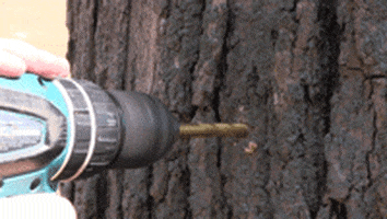 Maple Syrup Scifri GIF by Science Friday - Find & Share on GIPHY