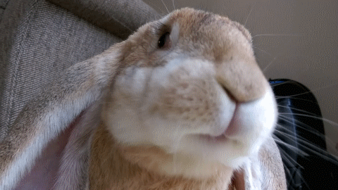 Rabbits GIFs - Find & Share on GIPHY