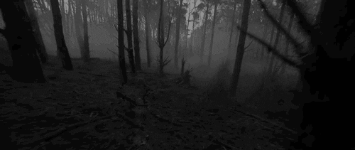 Forest GIF - Find & Share on GIPHY