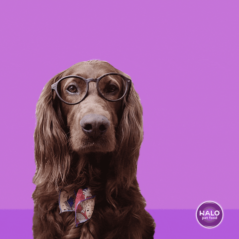 Rockstar Friday Feels GIF by Halo Pets - Find & Share on GIPHY