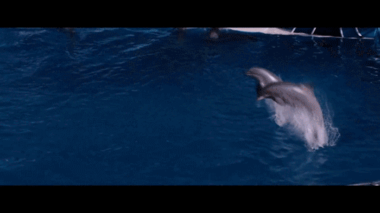 Dolphins Are Cool GIFs - Find & Share on GIPHY