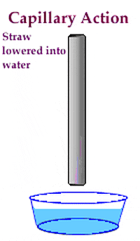 Capillary Action GIFs - Find & Share on GIPHY