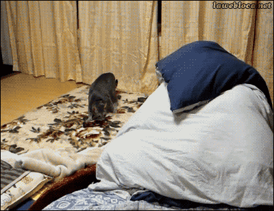 Scared Cat GIF - Find & Share on GIPHY