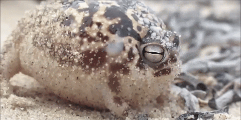 Frog GIF - Find & Share on GIPHY