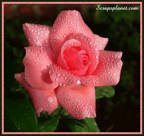 Rose GIFs - Find & Share on GIPHY