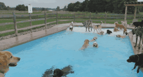 Pool GIF - Find & Share on GIPHY