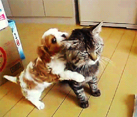 Animal Friendship GIF - Find & Share on GIPHY