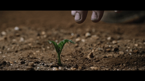 Primitive Technology: Sweet Potato Patch : videos