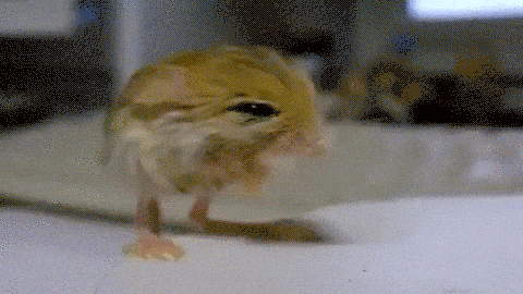 Jerboa GIFs - Find & Share on GIPHY