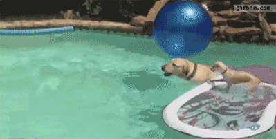 Dog Pool GIF - Find & Share on GIPHY