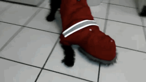Red Coat GIF - Find & Share on GIPHY