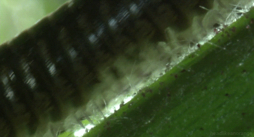 Arthropod Millipede GIF by Head Like an Orange - Find & Share on GIPHY