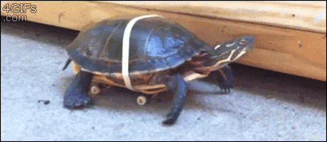 Skateboard Turtle GIF - Find & Share on GIPHY